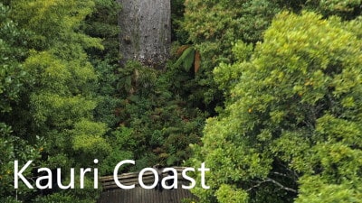 Things To Do in Kauri Coast | See and Do NZ