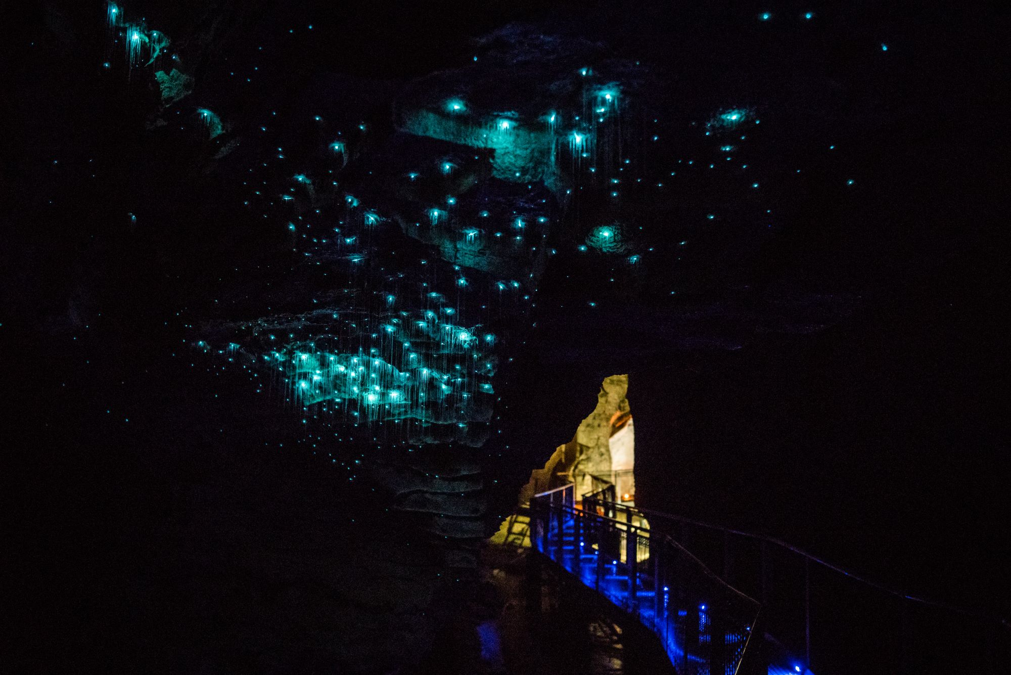 Enjoy a one-way tour from Auckland to Rotorua via Waitomo Caves | See ...