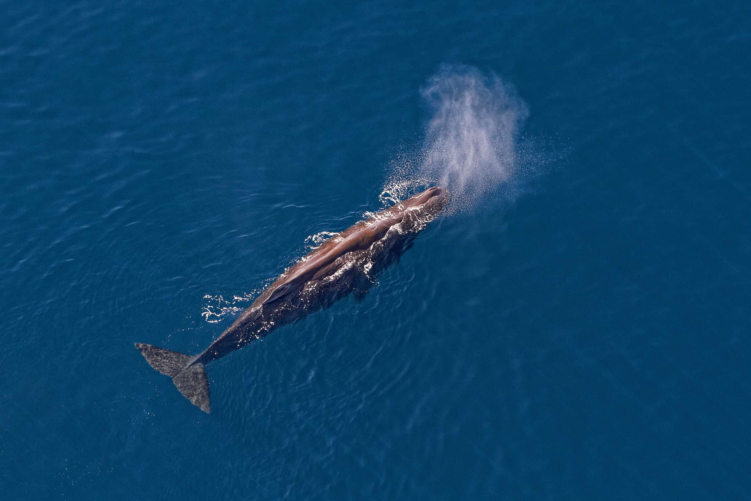 Kaikōura Helicopters - Classic Whale Watch | See and Do NZ