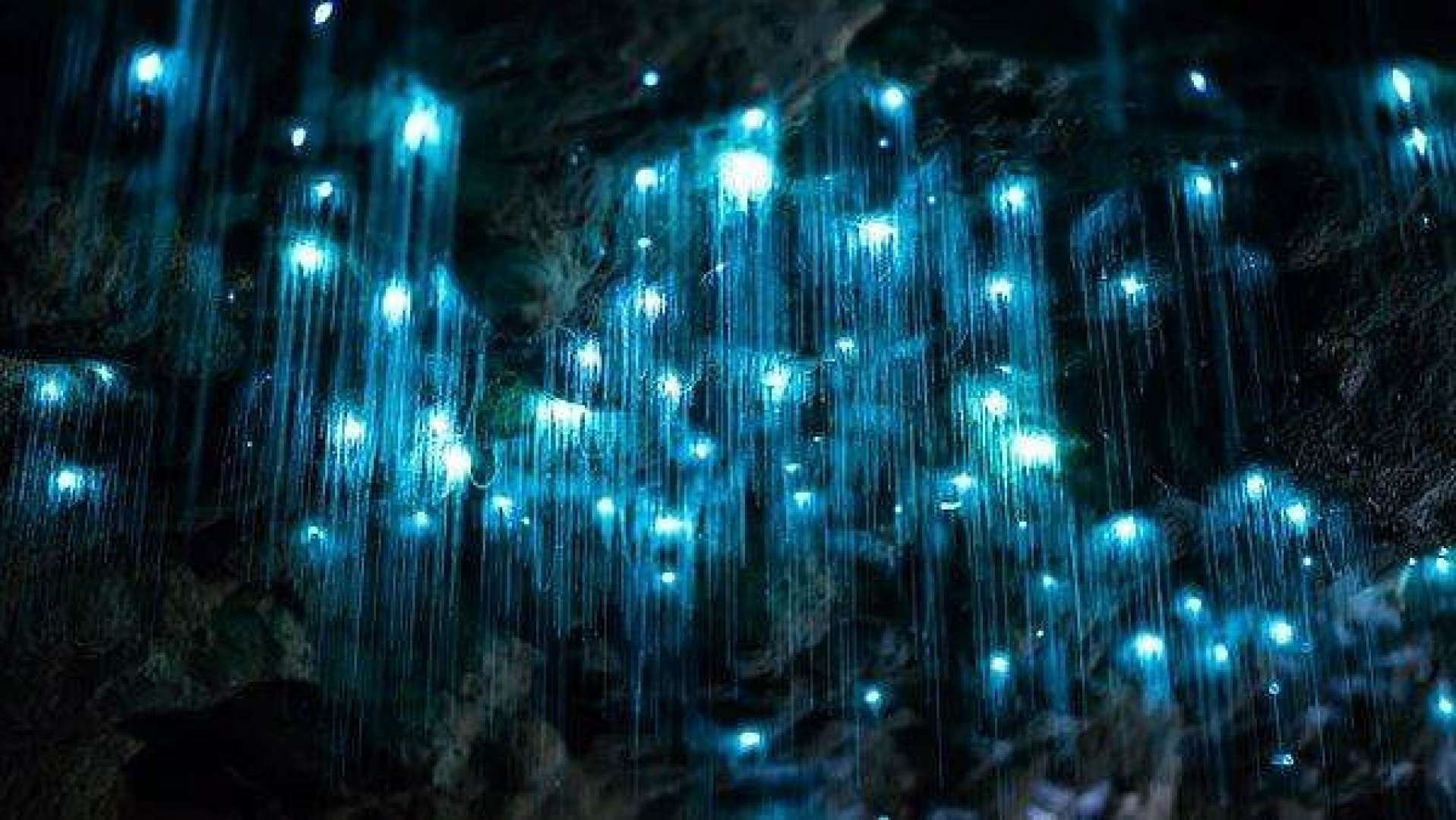 Kawiti Glow Worm Caves, Hundertwasser Centre, Opua Forest Walk | See ...