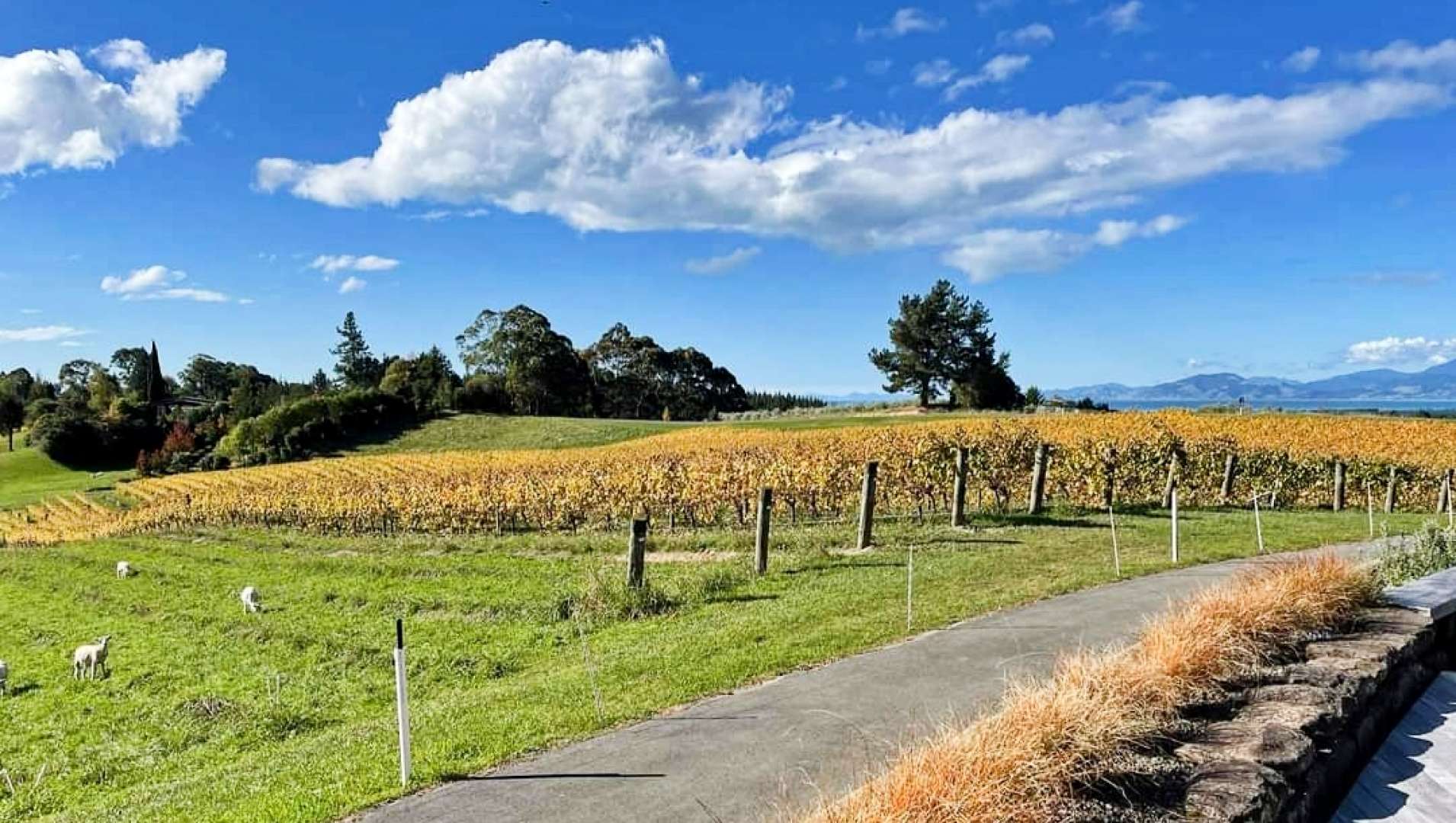Moutere Ebike Wine and Food Spectacular | See and Do New Zealand
